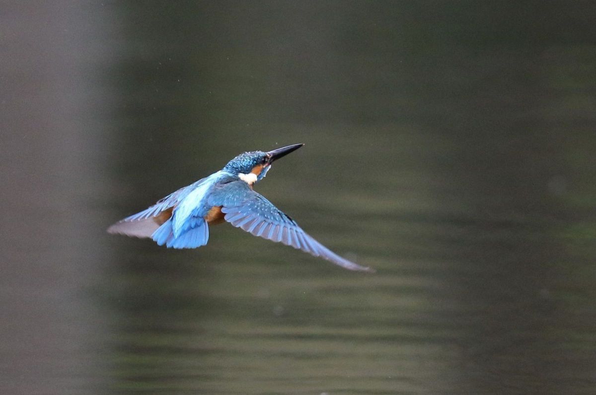 カワちゃん 310 | GANREF