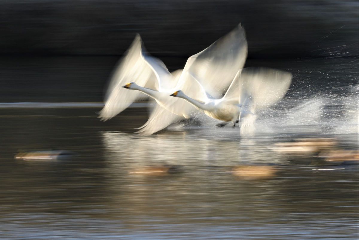 白い恋人 158 | GANREF