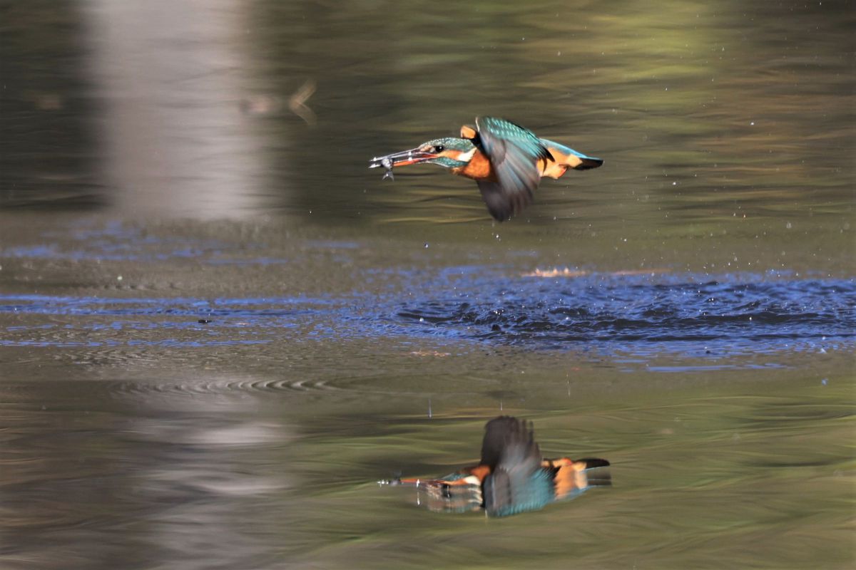 カワちゃん 380 | GANREF