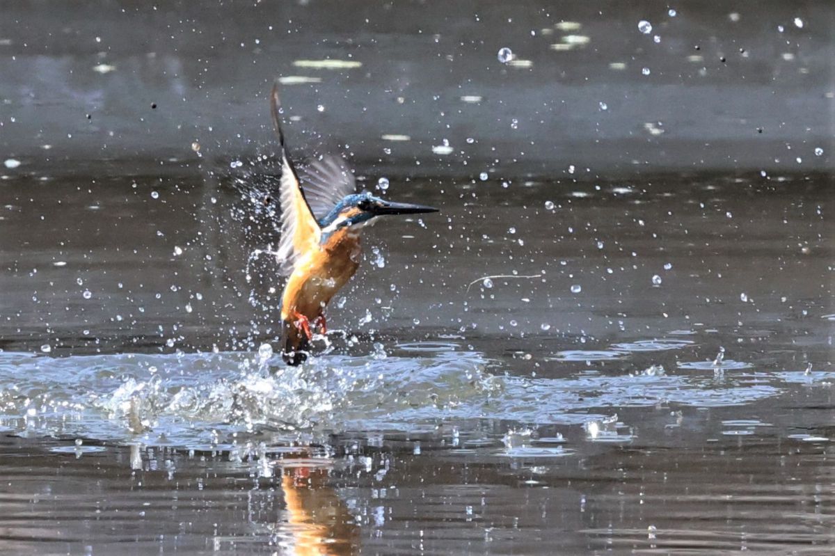 カワちゃん 395 | GANREF