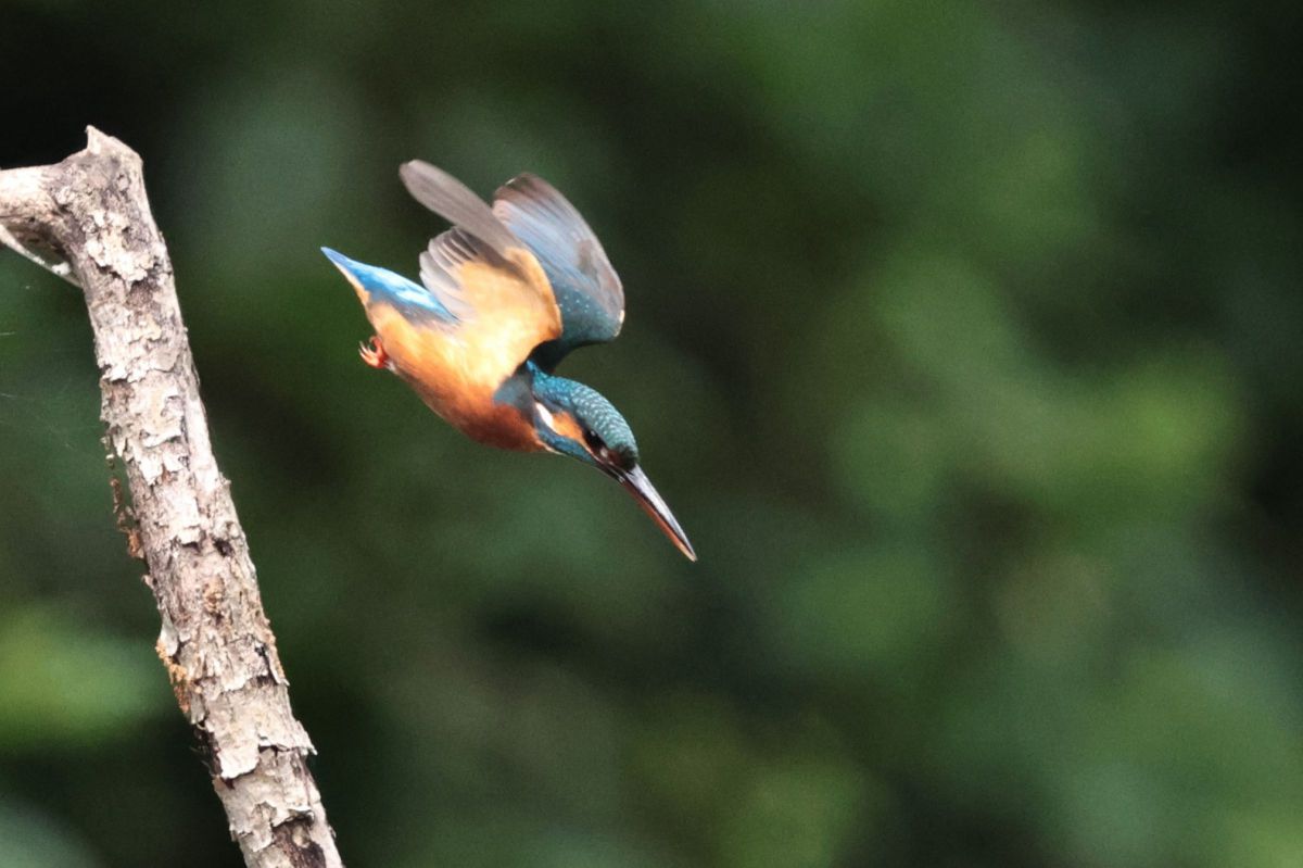 カワちゃん 579 | GANREF