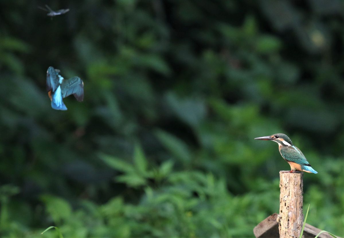 カワちゃん 664 | GANREF