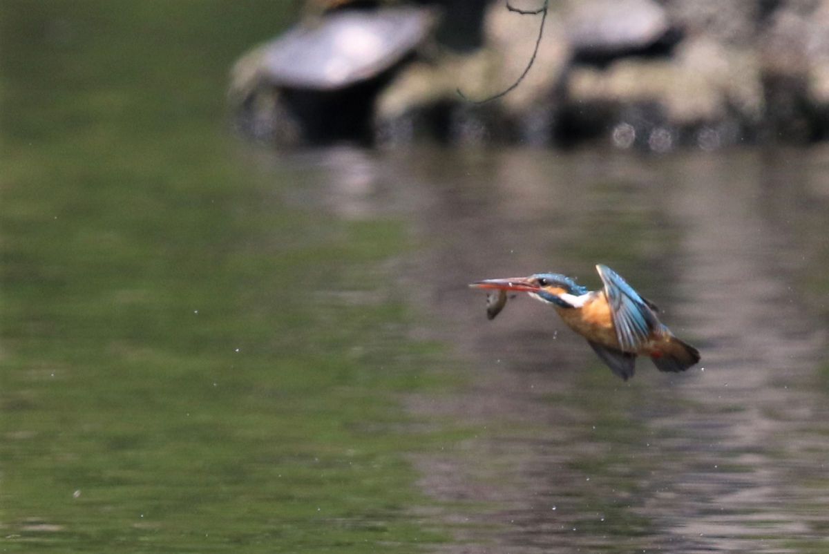 カワちゃん 217 | GANREF