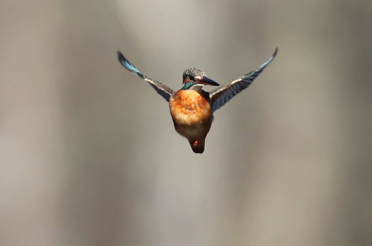 カワちゃん 248 | GANREF