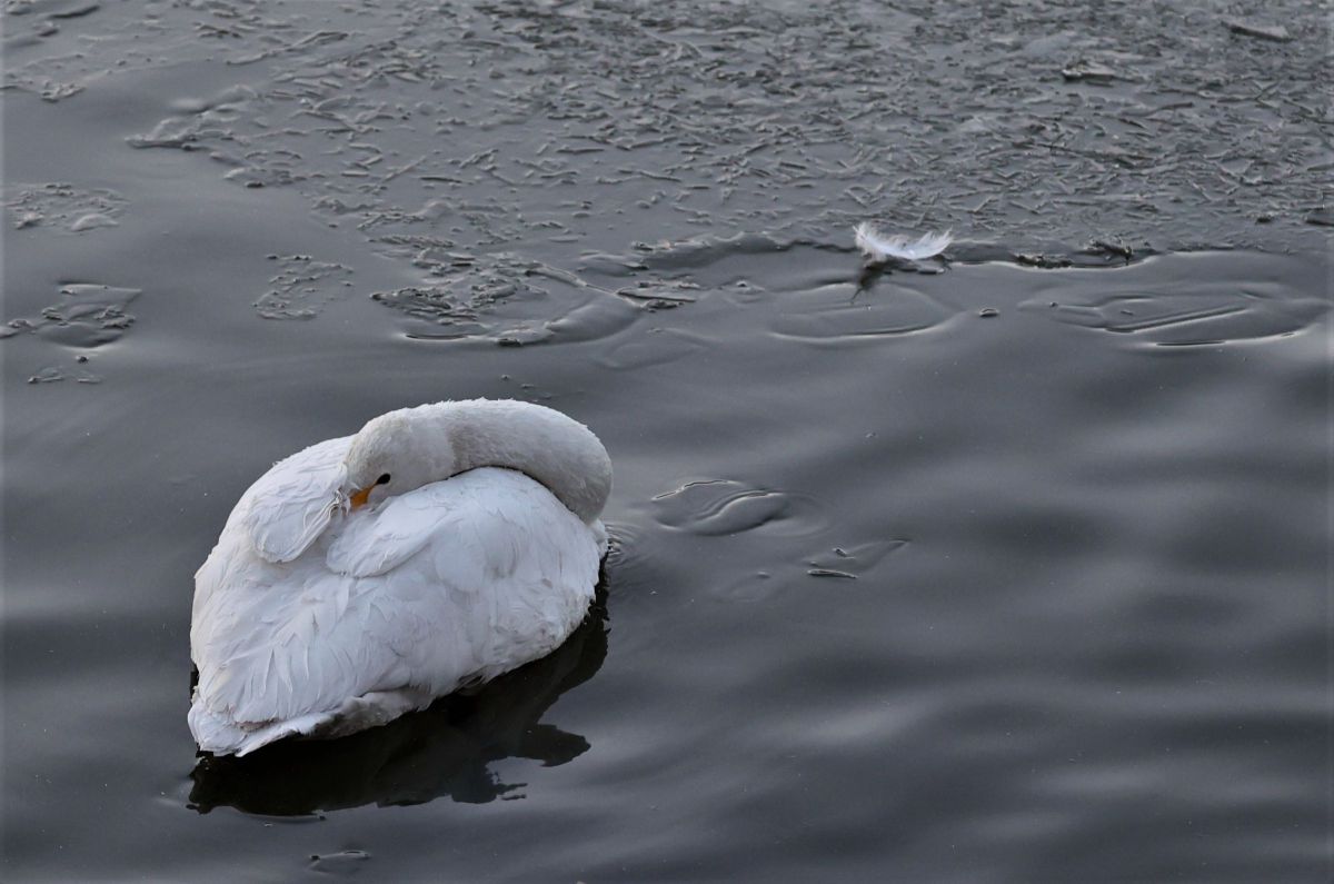 白い恋人 161 | GANREF