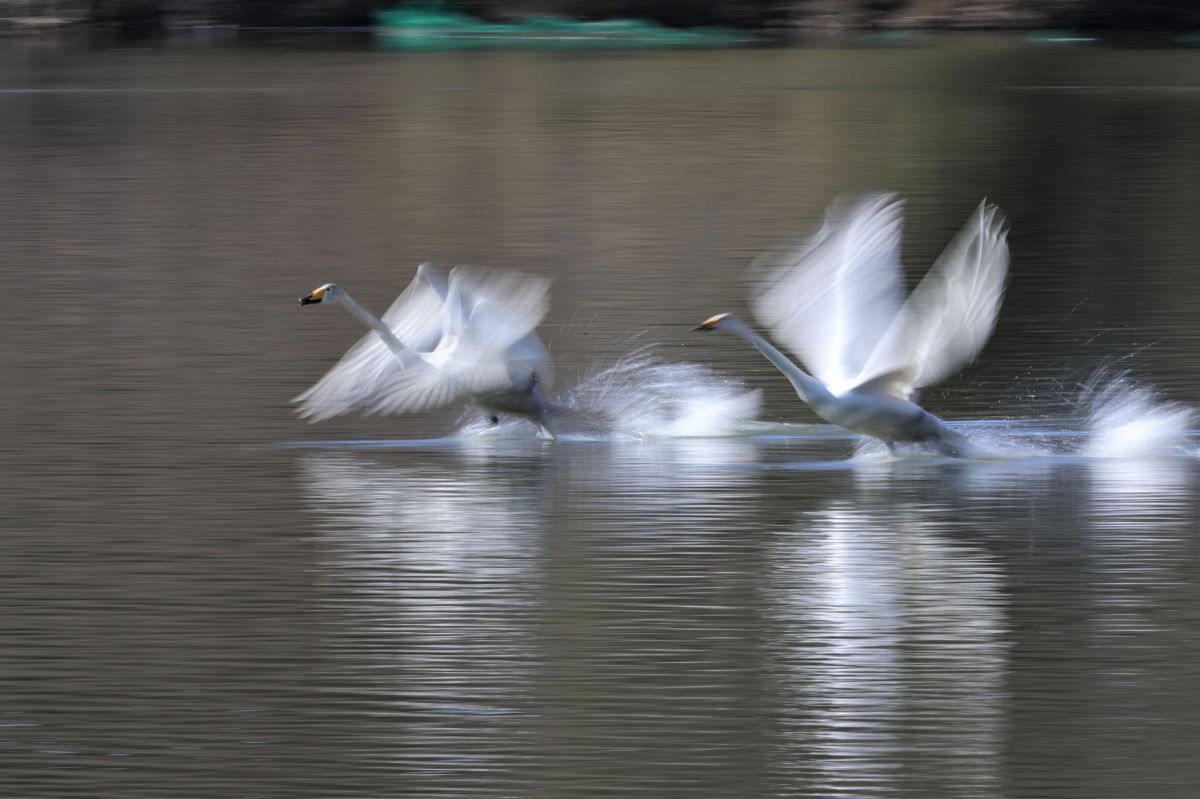 白い恋人 257 | GANREF