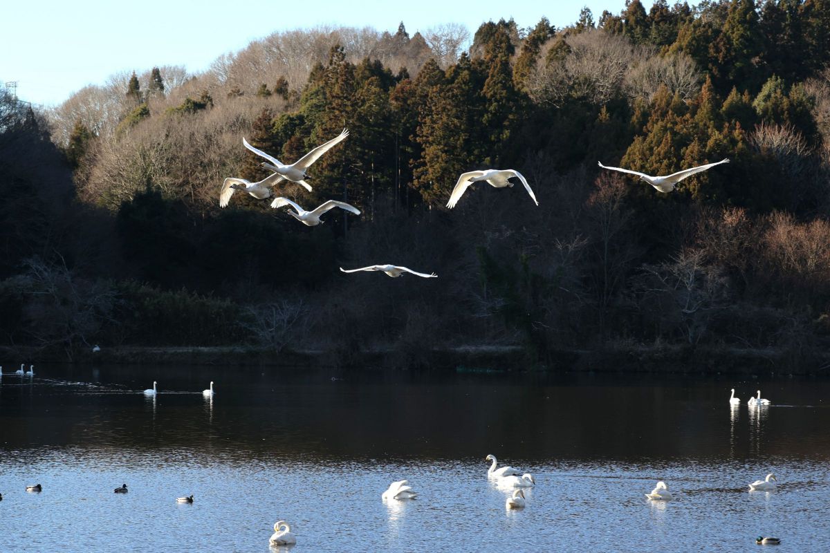 白い恋人 292 | GANREF