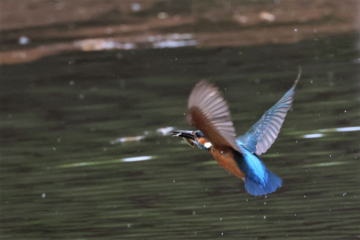 カワちゃん 446 | GANREF