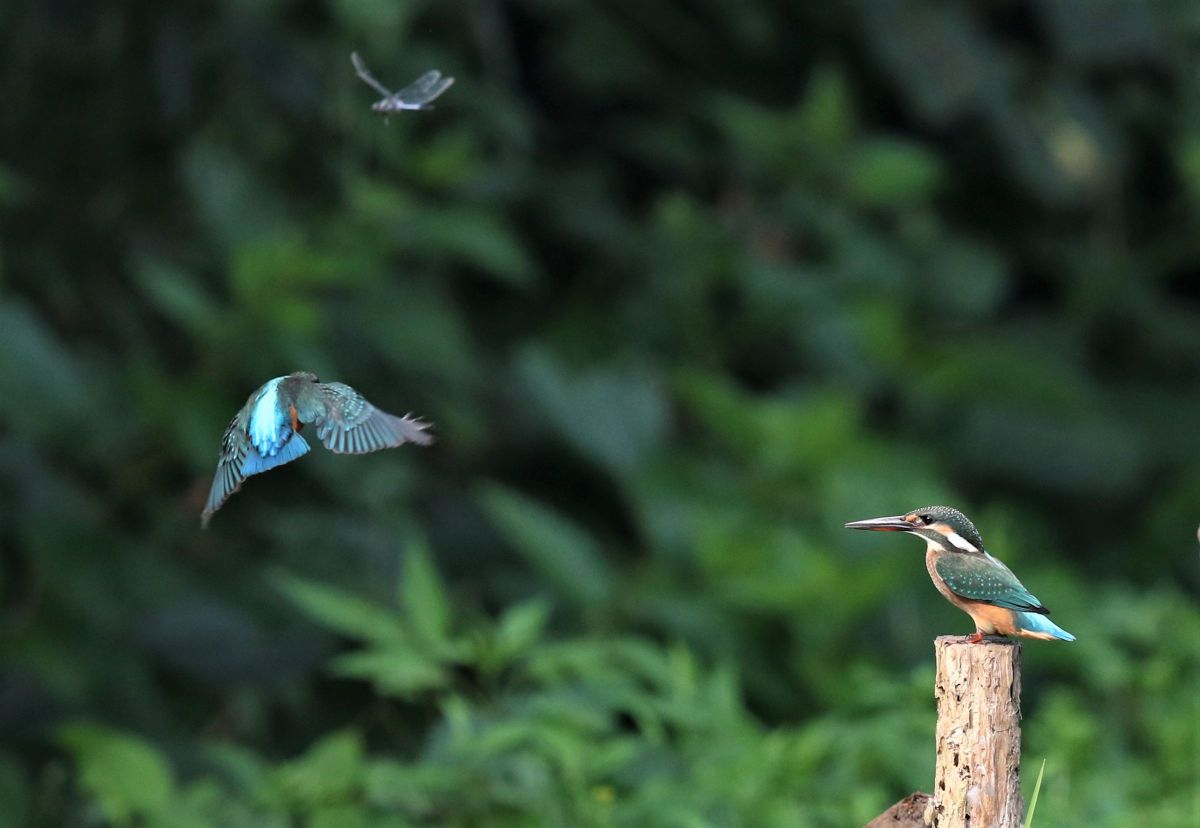 カワちゃん 169 | GANREF