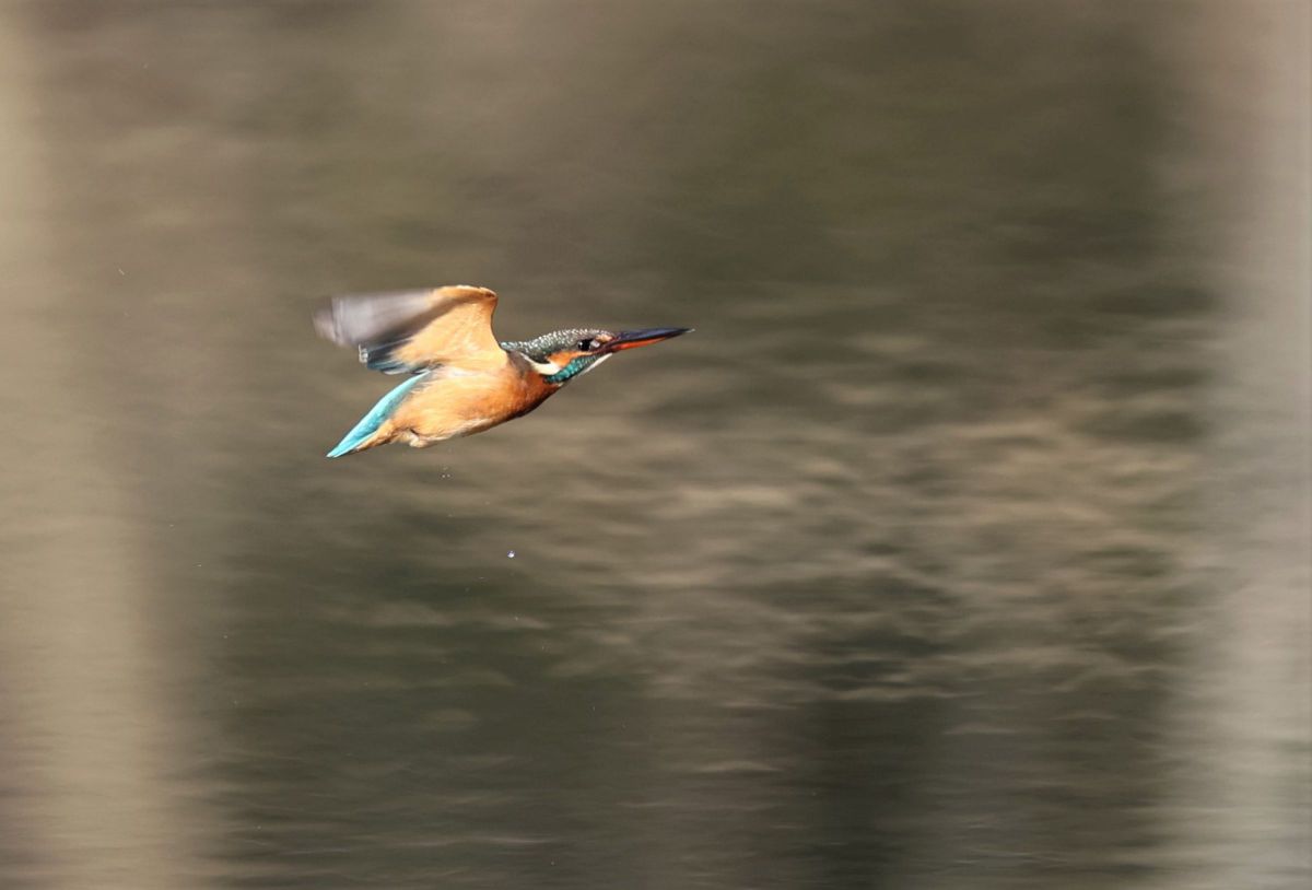 カワちゃん 340 | GANREF