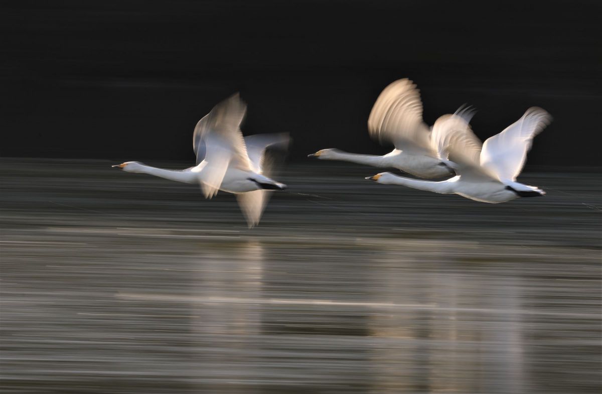 白い恋人 159 | GANREF