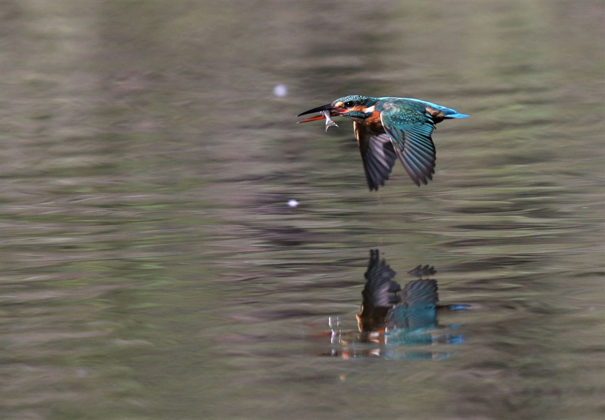 カワちゃん 160 | GANREF