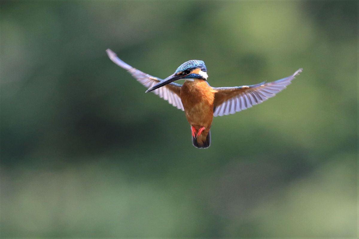 カワちゃん 358 | GANREF