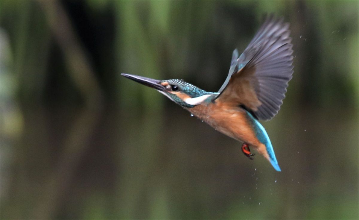 カワちゃん 142 | GANREF