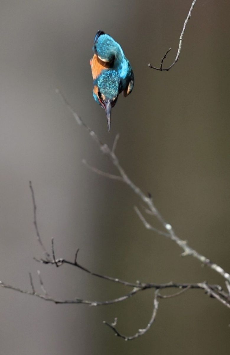 カワちゃん 272 | GANREF