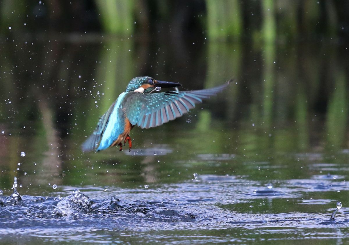 カワちゃん 191 | GANREF