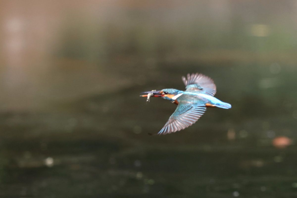 カワちゃん 521 | GANREF