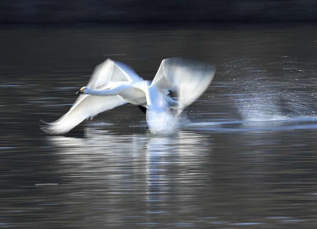 白い恋人 61 | GANREF