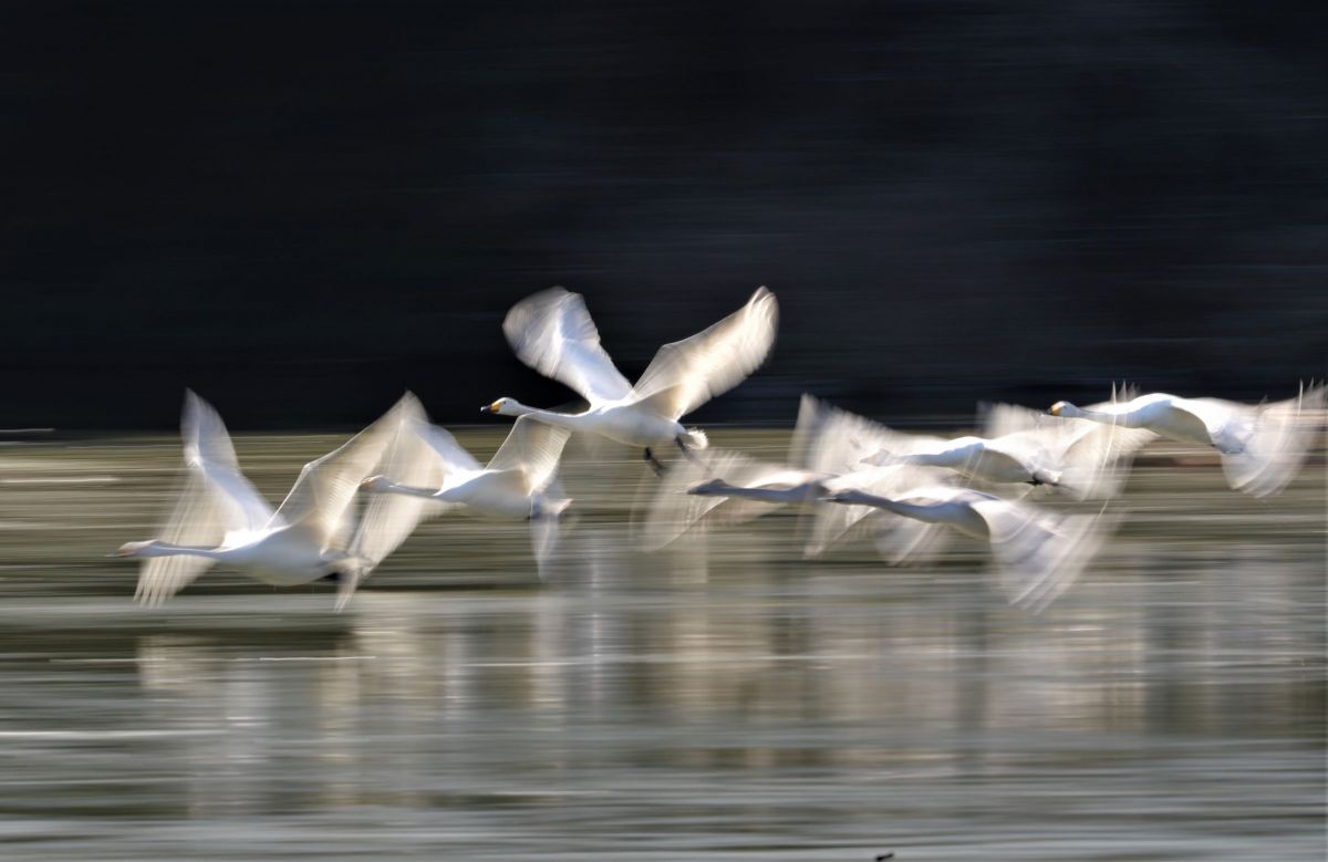 白い恋人 162 | GANREF