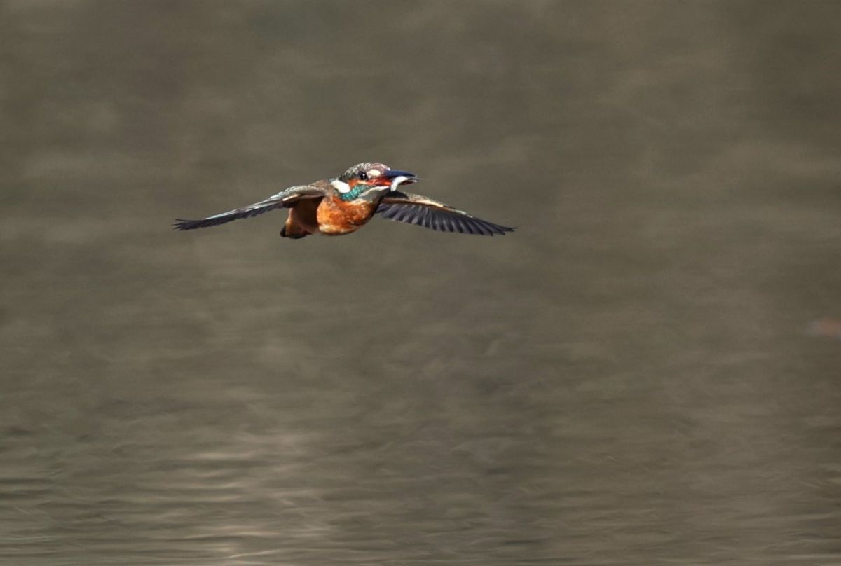 カワちゃん 265 | GANREF