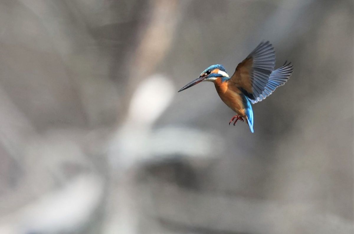 カワちゃん 270 | GANREF