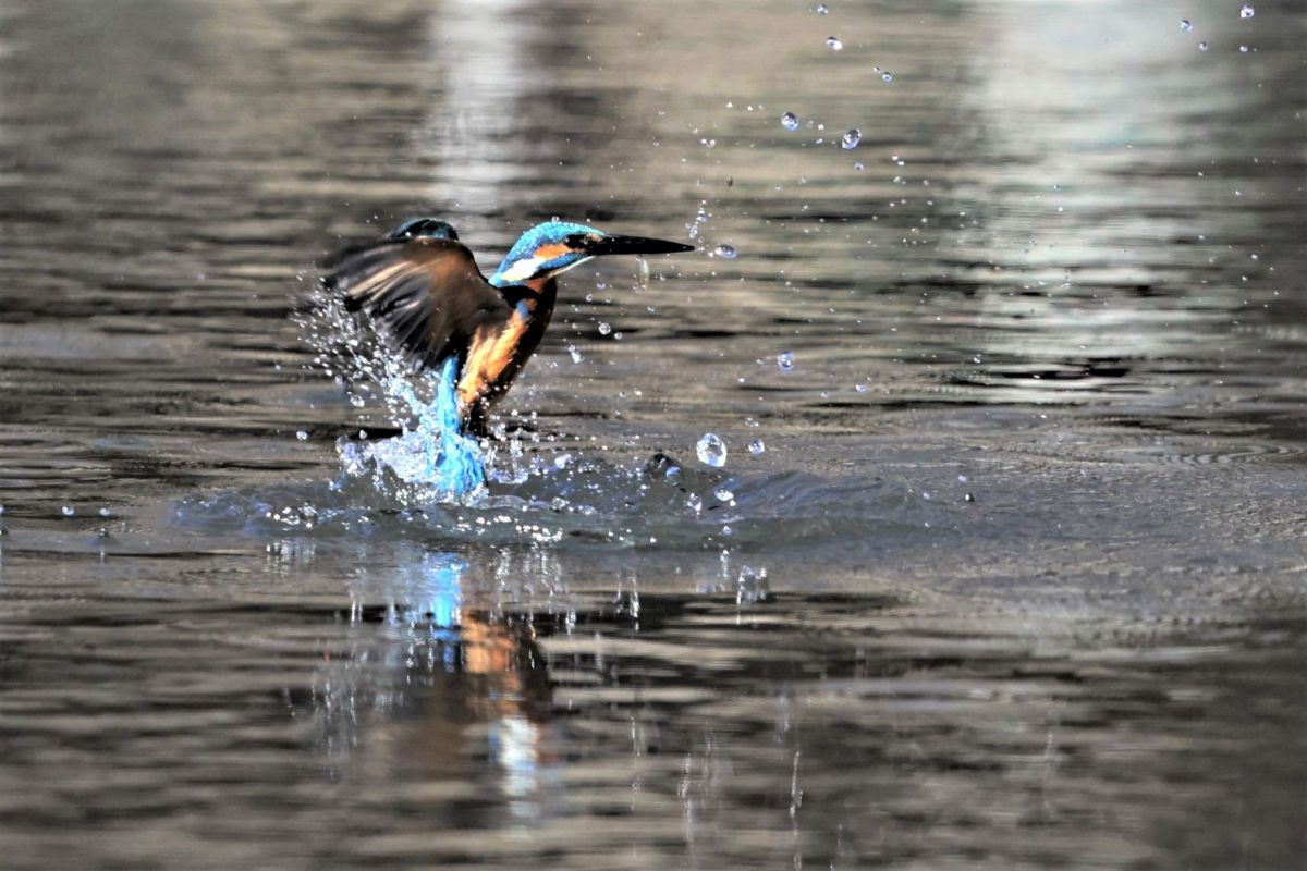 カワちゃん 443 | GANREF