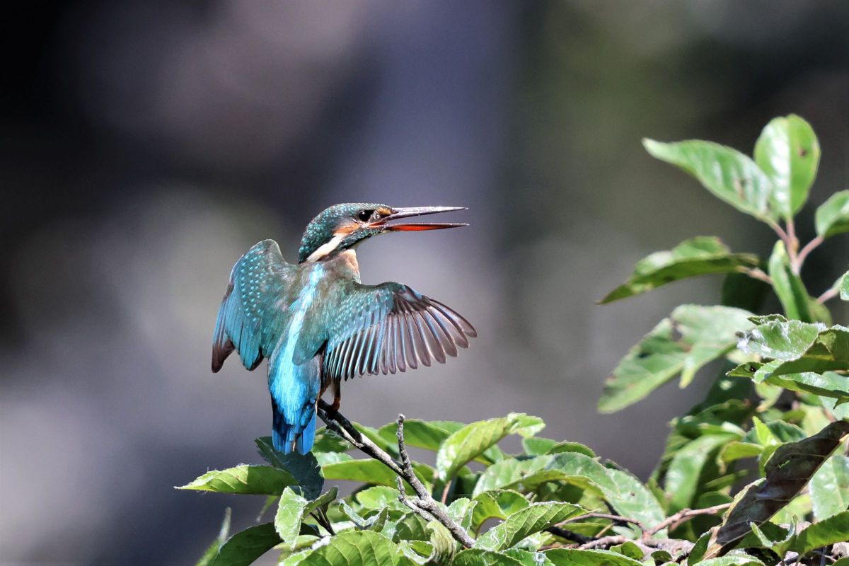 カワちゃん 624 | GANREF