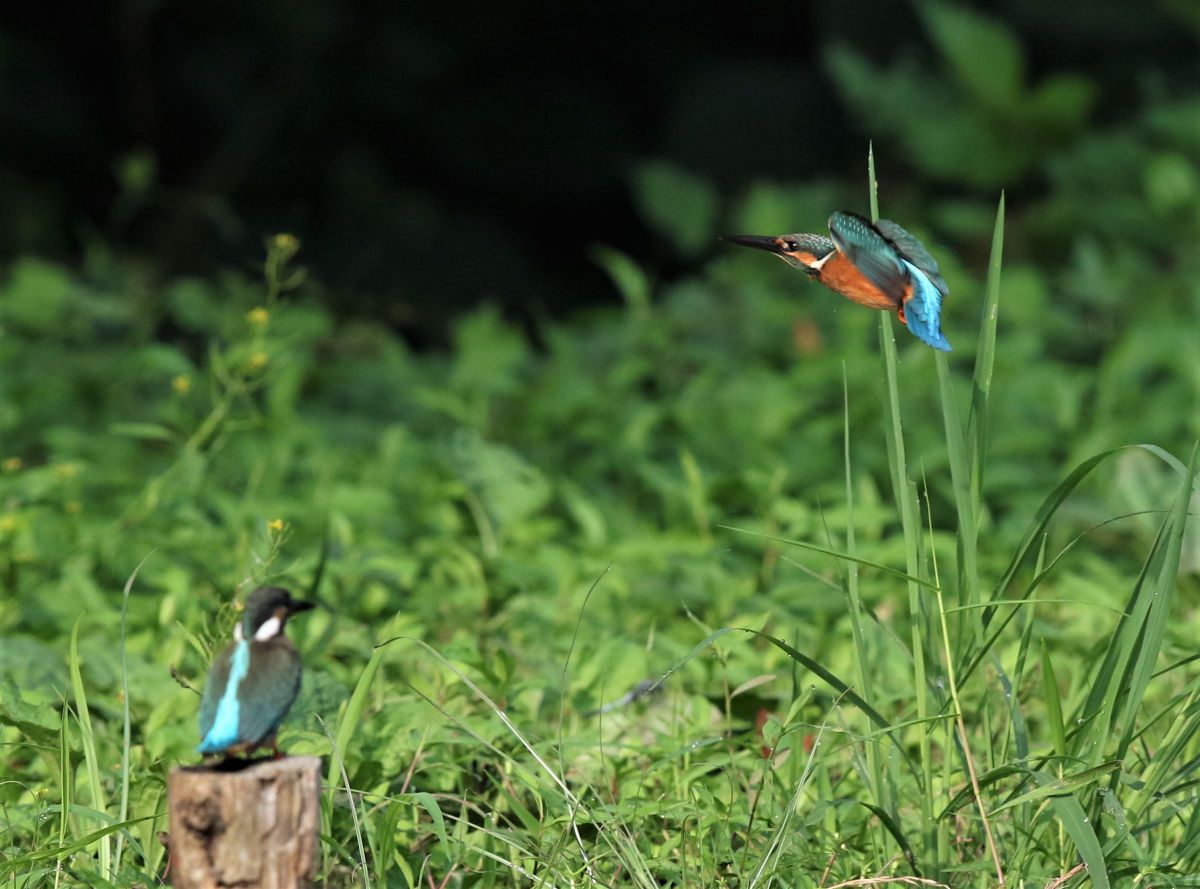 カワちゃん 182 | GANREF