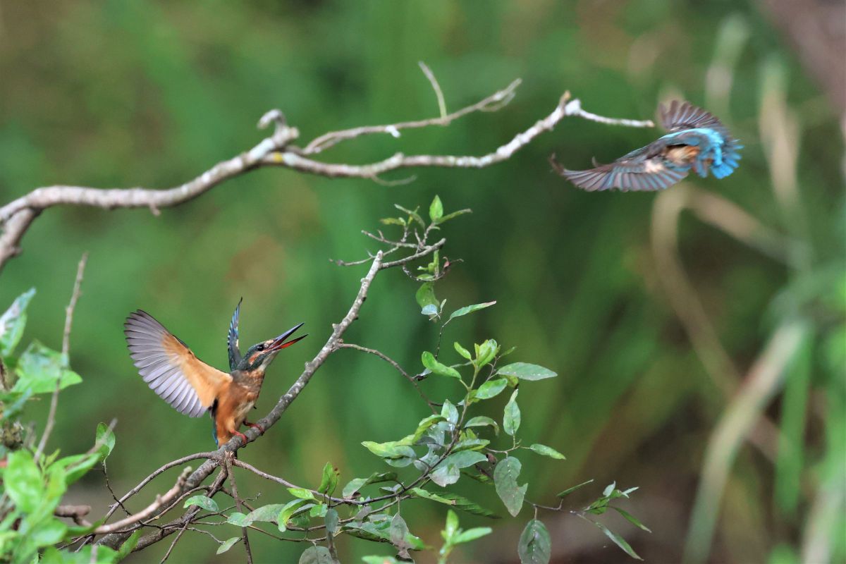 カワちゃん 633 | GANREF