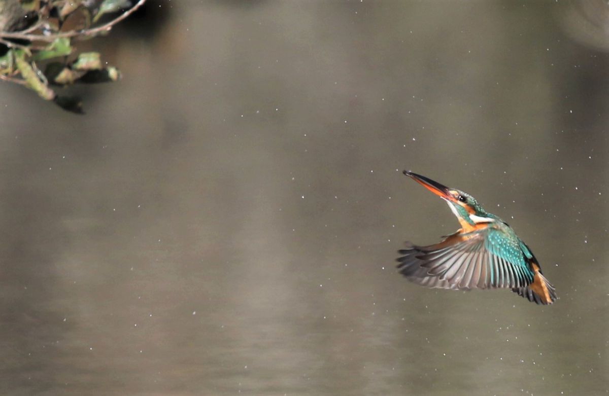 カワちゃん 149 | GANREF