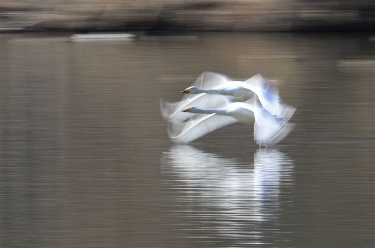 白い恋人 185 | GANREF