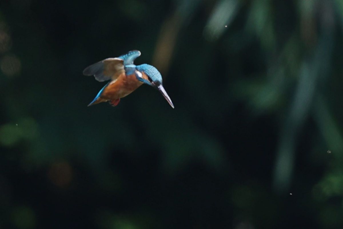 カワちゃん 595 | GANREF