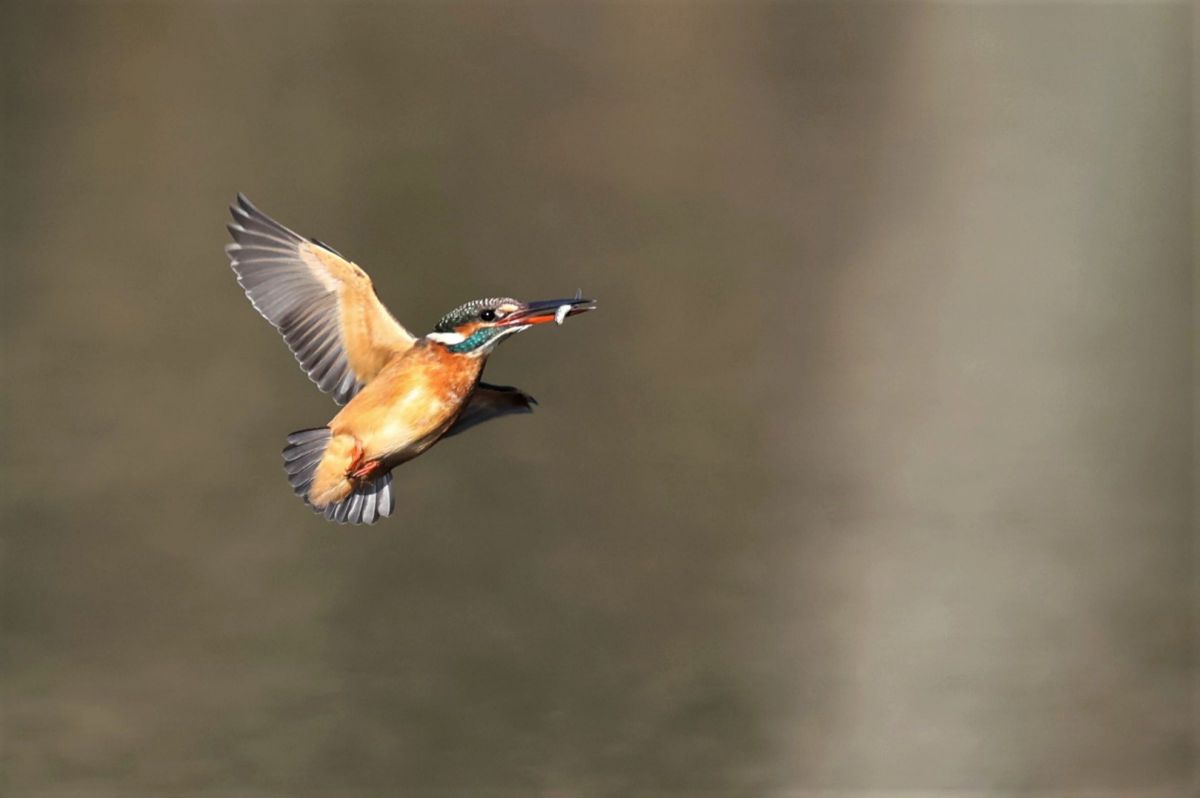 カワちゃん 263 | GANREF