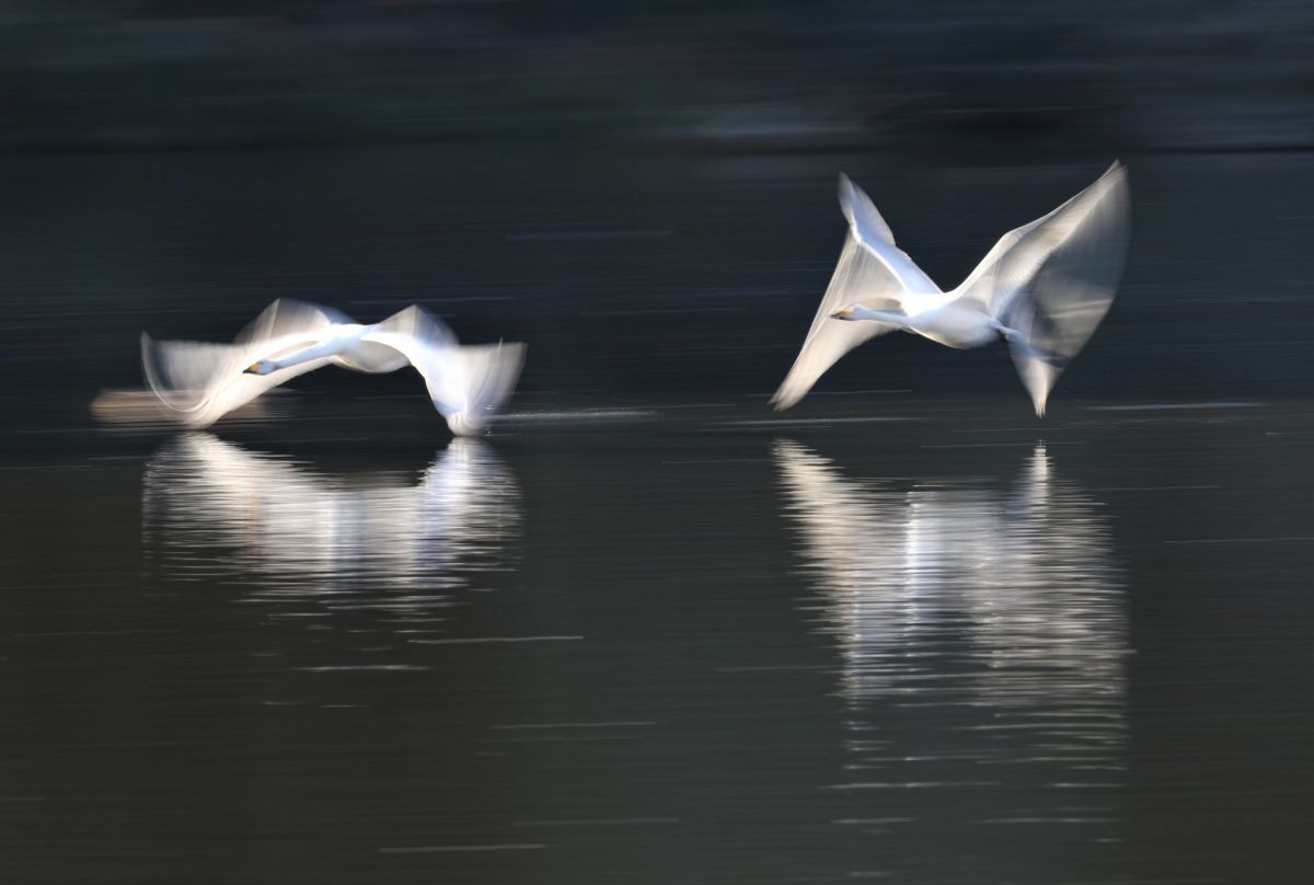 白い恋人 119 | GANREF