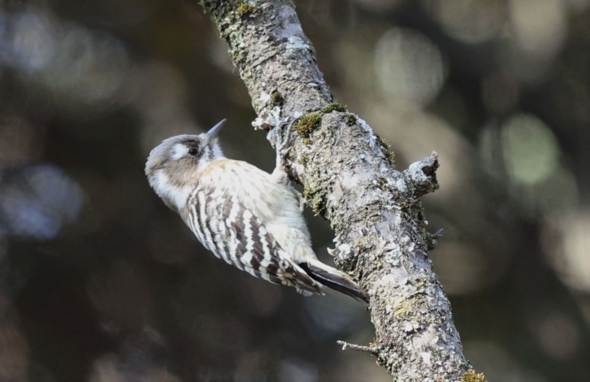 里山で出会った鳥 | GANREF