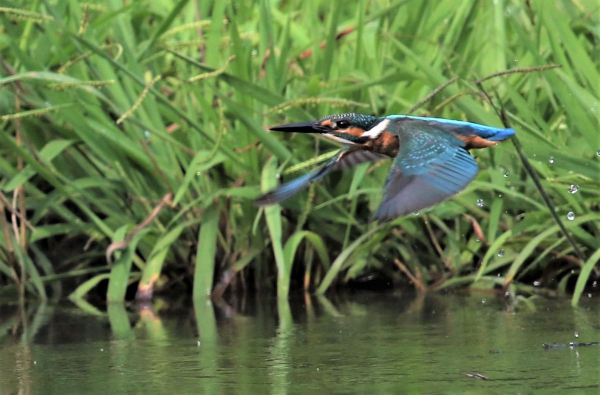 カワちゃん 326 | GANREF