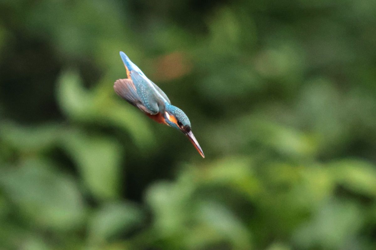 カワちゃん 589 | GANREF