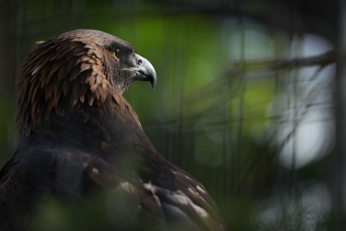 ニホンイヌワシ | GANREF