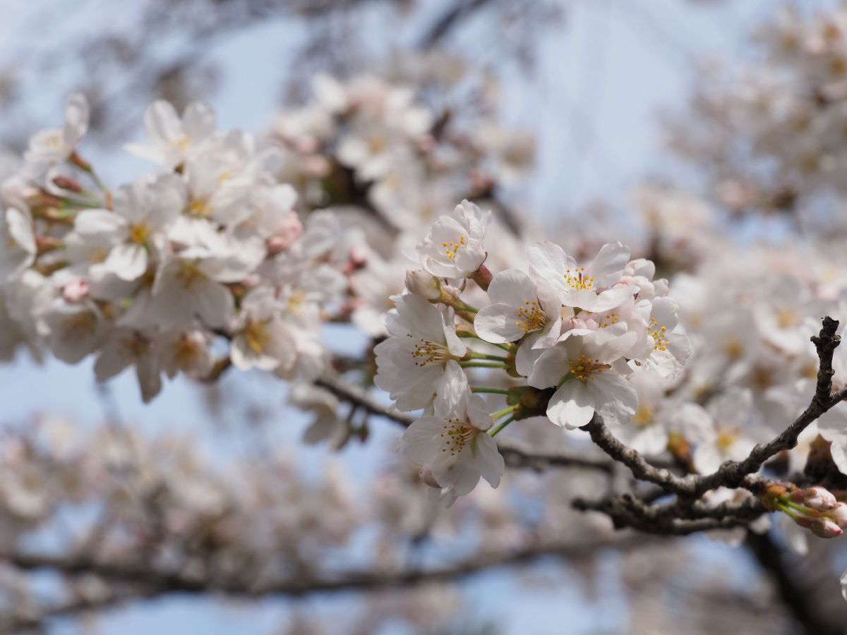 桜（2018） | GANREF