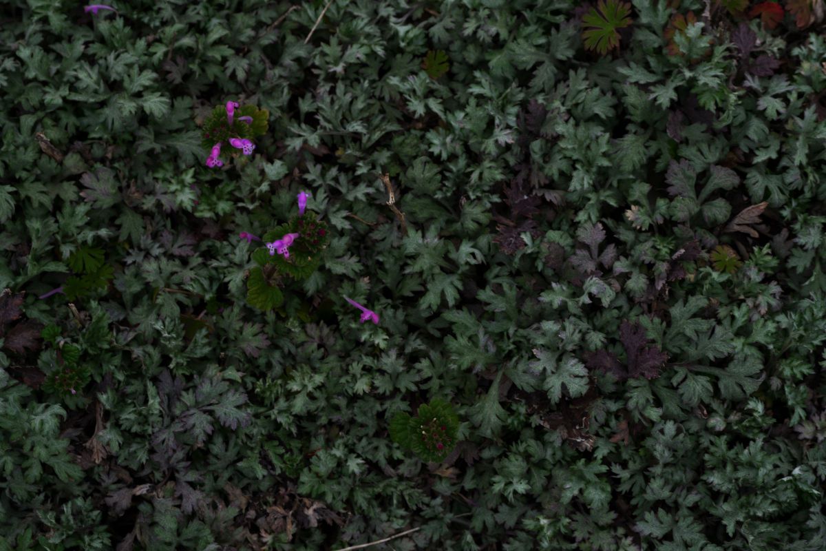 唐草模様の中「ホトケノザ」 | GANREF