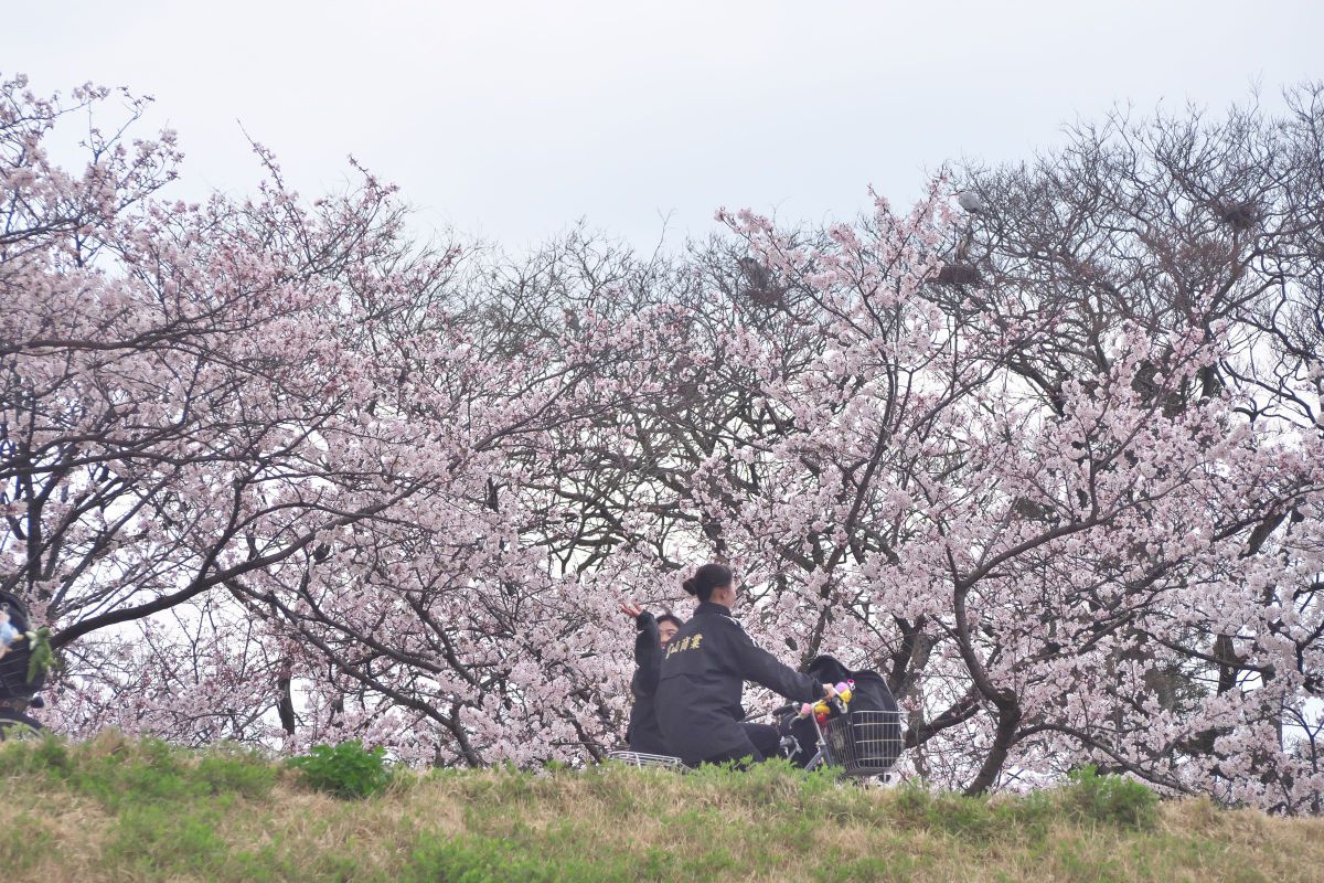 JKと青鷺 | GANREF