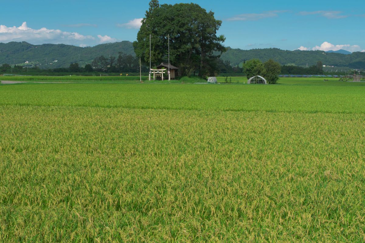 産土さま | GANREF