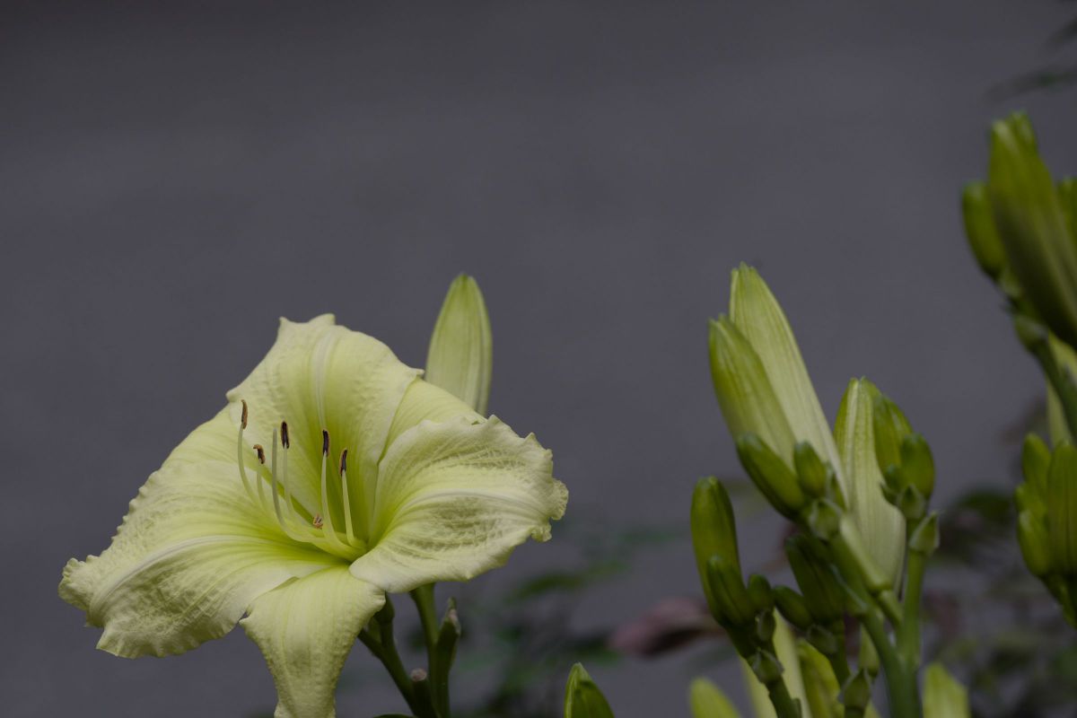 ヘメロカリス | GANREF