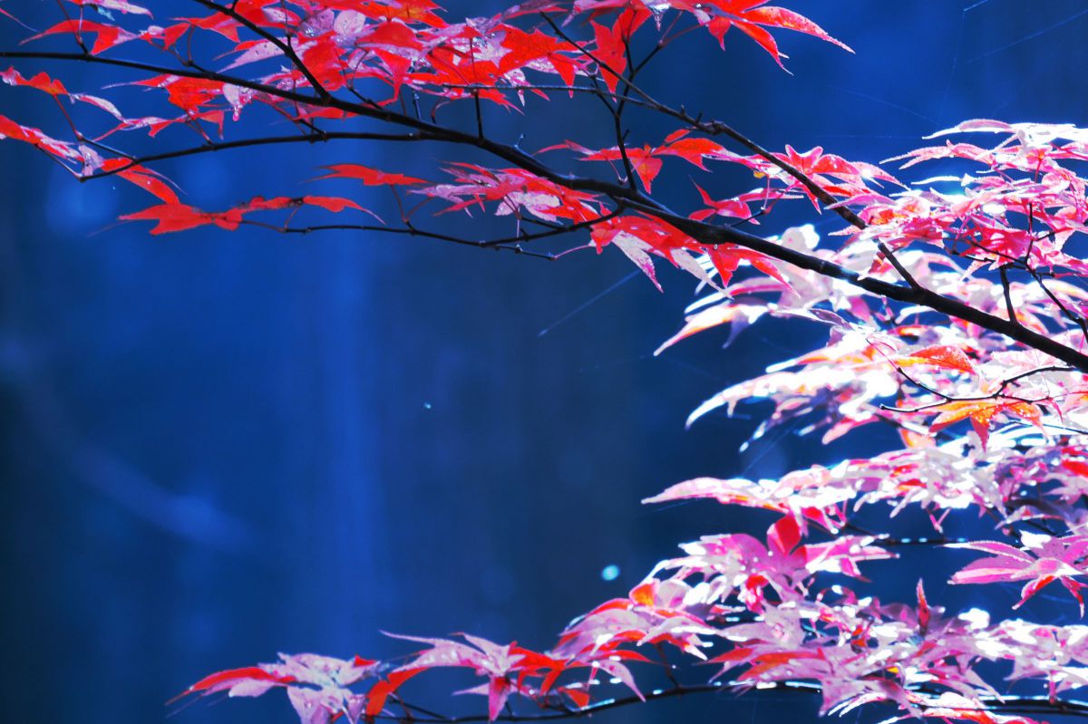 木漏れ日 | GANREF