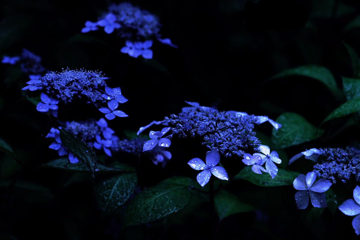 あじさい | GANREF