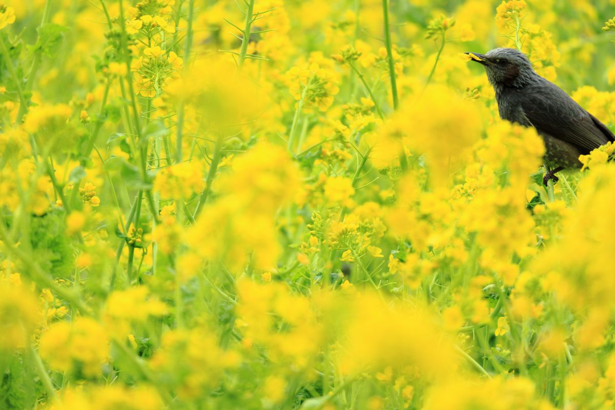 キヤノン EOS M3 レビュー vol.10 浜離宮～水上バス | GANREF