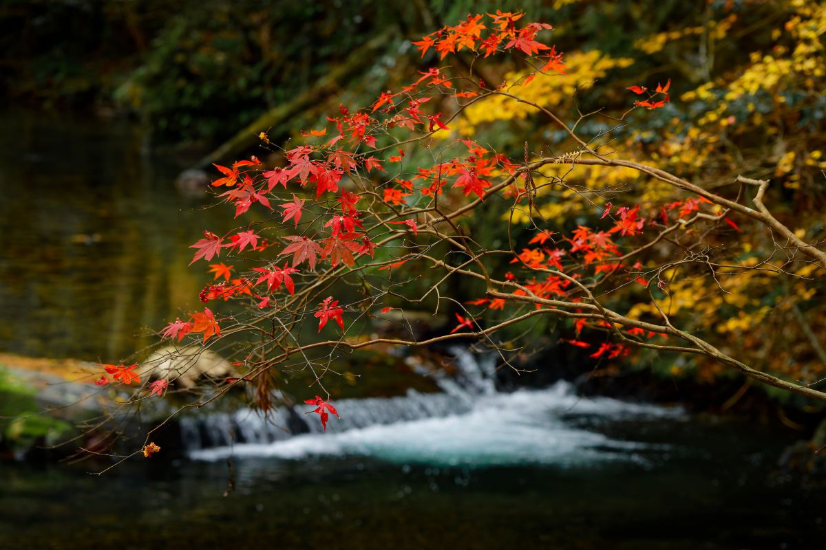 Autumn Colors | GANREF