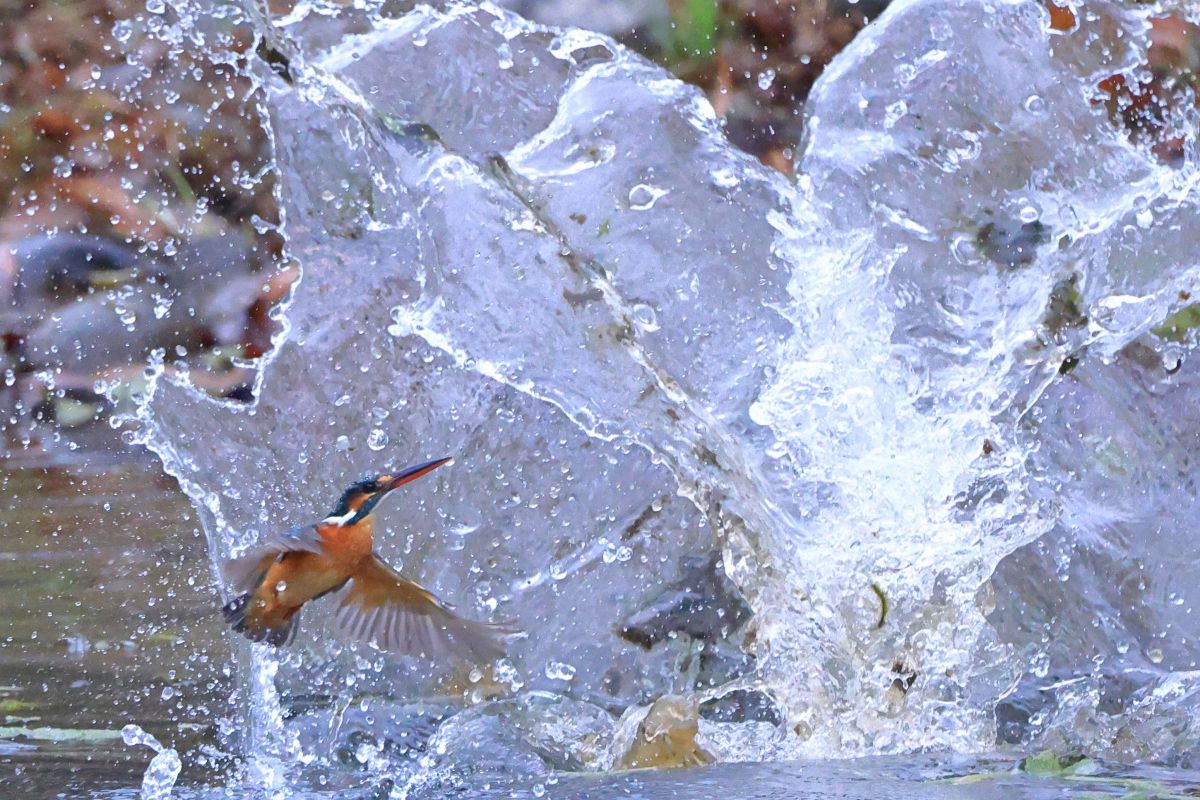 BIG WAVE!!! | GANREF