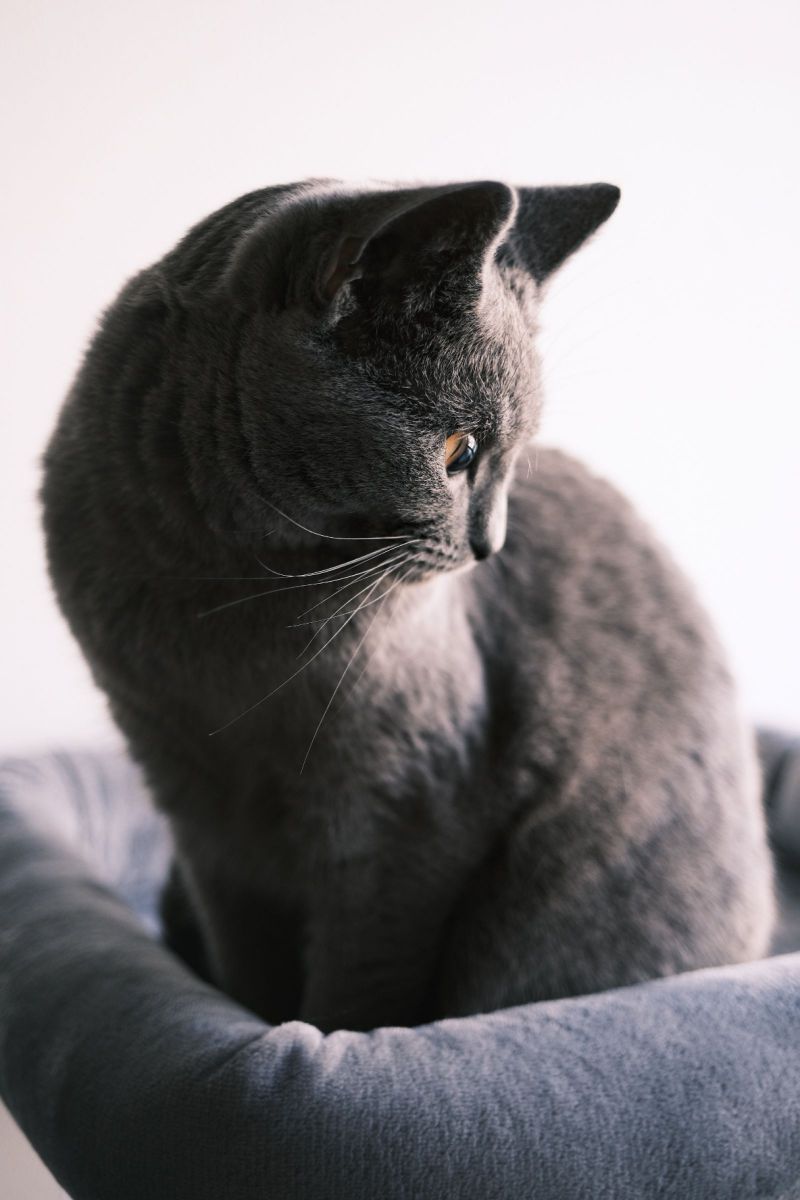 MF練習に付き合うネコちゃん | GANREF