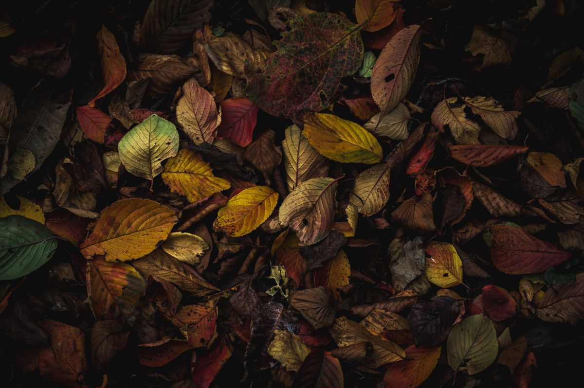 Cool Autumn | GANREF